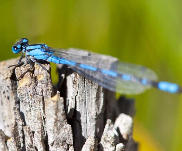 Damsel & Dragon – Peaks Fly Fishing