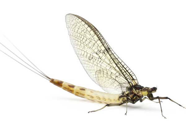 Mayfly (Green Drake) – Peaks Fly Fishing