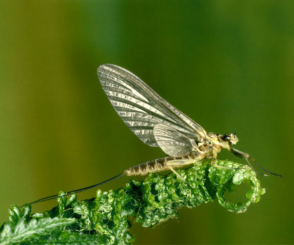 Olive Upright – Peaks Fly Fishing